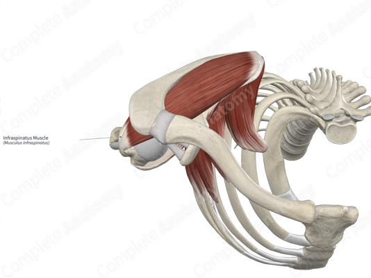 Infraspinatus Muscle - an overview | ScienceDirect Topics