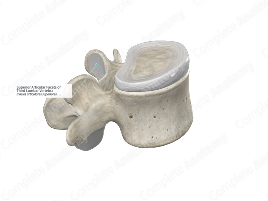 Third Lumbar Vertebra - an overview | ScienceDirect Topics