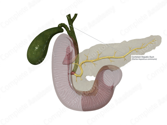 Common Hepatic Duct - an overview | ScienceDirect Topics