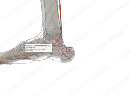 Tibialis Posterior Artery The Posterior Tibial Artery Of