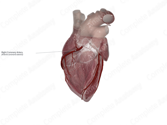 Right Coronary Artery - an overview | ScienceDirect Topics