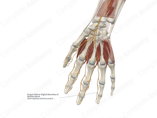 Median Nerve - an overview | ScienceDirect Topics