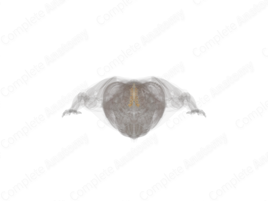 Spinal Root - an overview | ScienceDirect Topics