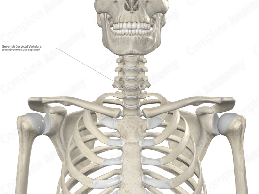 Seventh Cervical Vertebra - an overview | ScienceDirect Topics