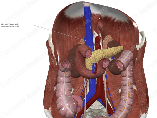 Hepatic Portal Vein - an overview | ScienceDirect Topics