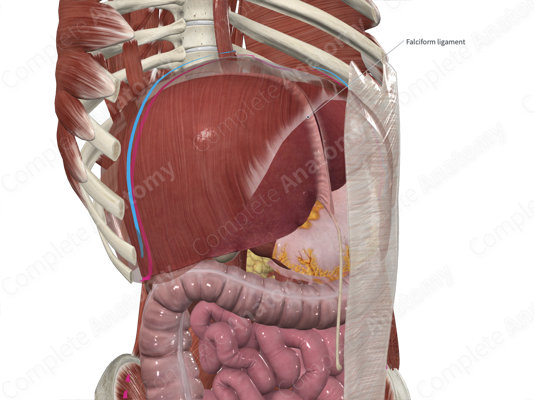 Falciform Ligament A Falciform Ligament Wrap Around The Hepatic Artery