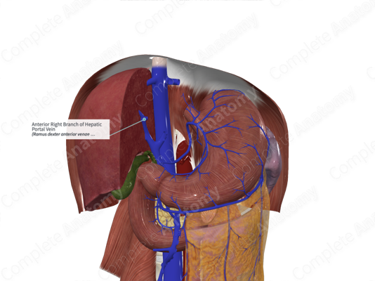 Hepatic Vein Model