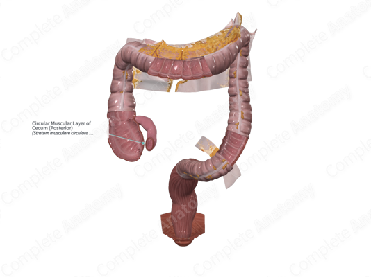 Cecum - an overview | ScienceDirect Topics