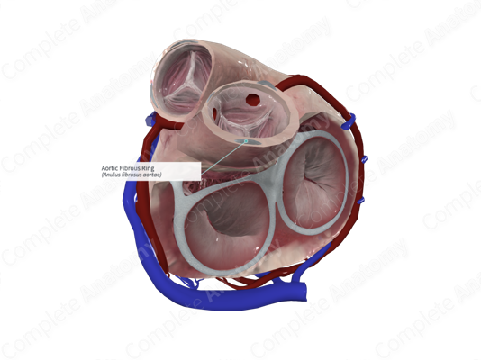 Vascular Ring - an overview | ScienceDirect Topics