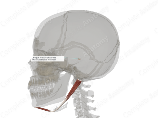 Auricle - an overview | ScienceDirect Topics