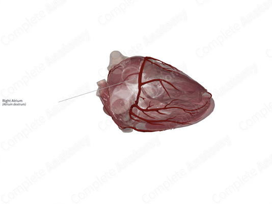Right Atrium - an overview | ScienceDirect Topics