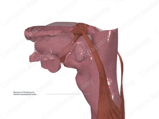 Normal Oropharynx