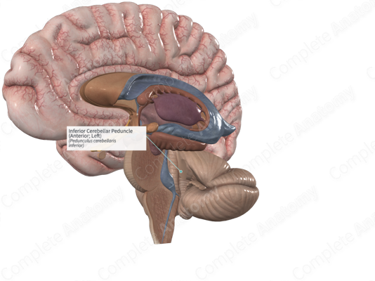 Cerebellar Peduncle