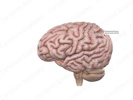 Postcentral Gyrus - an overview | ScienceDirect Topics