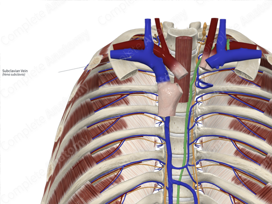 Subclavian Vein - an overview | ScienceDirect Topics