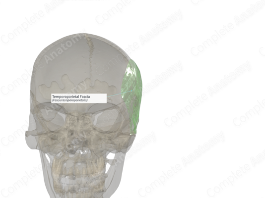 Fascia - an overview | ScienceDirect Topics