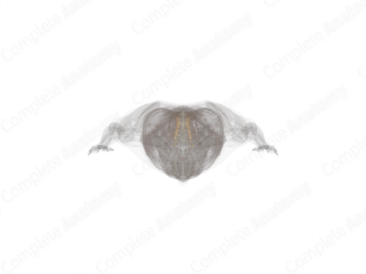 Sympathetic Trunk - an overview | ScienceDirect Topics