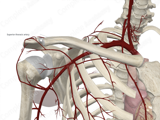 Thoracic Artery - an overview | ScienceDirect Topics