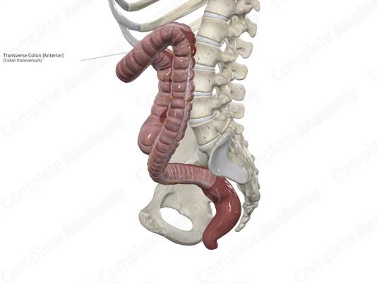 The Colon Ascending Transverse Descending Sigmoid Teachmeanatomy