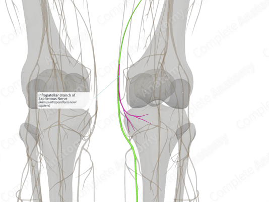 Saphenous Nerve - an overview | ScienceDirect Topics