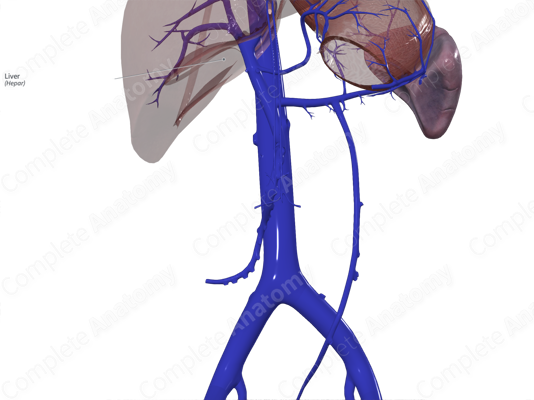 Liver Structure - an overview | ScienceDirect Topics
