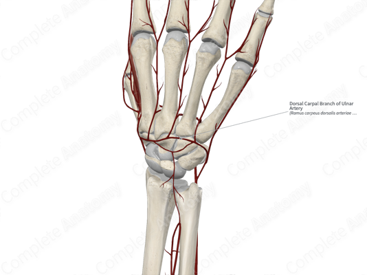 Ulnar Artery - an overview | ScienceDirect Topics