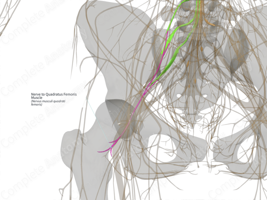 Quadratus Femoris Muscle - an overview | ScienceDirect Topics