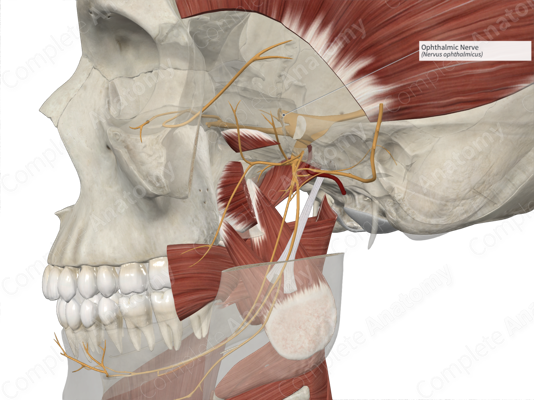 Ophthalmic Nerve - an overview | ScienceDirect Topics