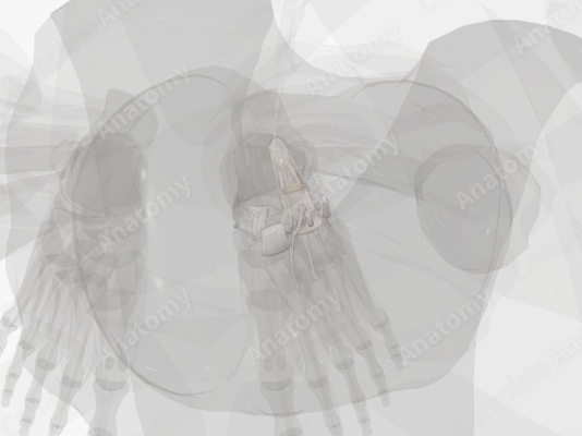 Tarsal Joint - an overview | ScienceDirect Topics