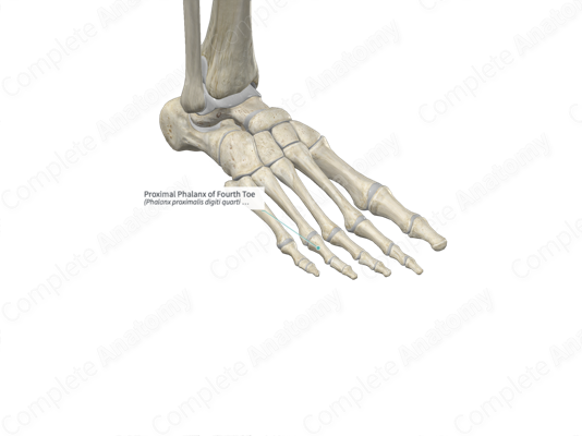 Proximal Phalanx - an overview | ScienceDirect Topics