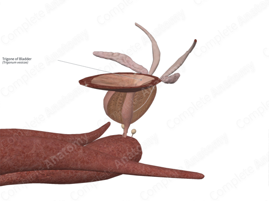 Urinary Bladder Gross Anatomy