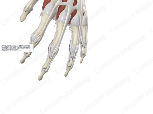 Interphalangeal Joint - an overview | ScienceDirect Topics