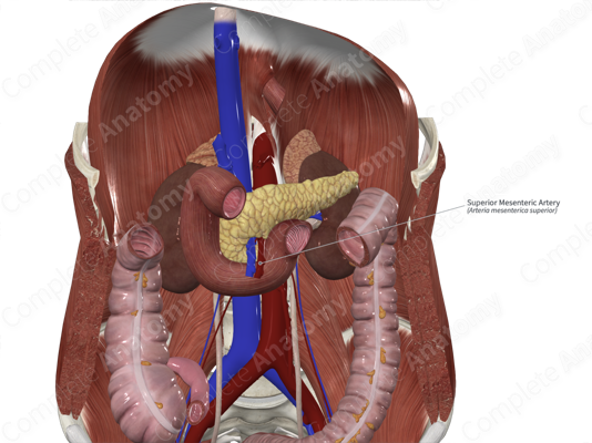 Superior Mesenteric Artery Model