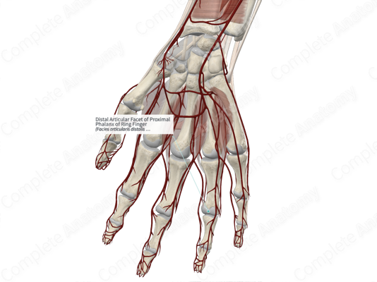 Proximal Phalanx - an overview | ScienceDirect Topics
