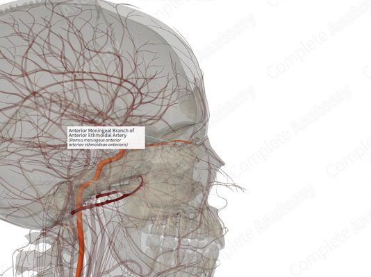Anterior Ethmoidal Artery - an overview | ScienceDirect Topics