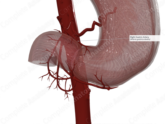 Gastric Vasculature Anatomy
