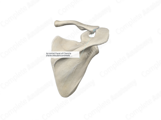 Clavicle - an overview | ScienceDirect Topics