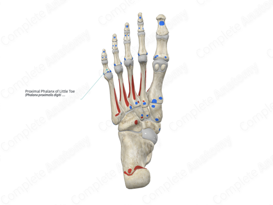 Proximal Phalanx Definition Location Anatomy Diagram