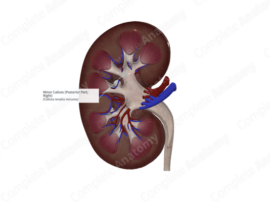 Kidney Pelvis - an overview | ScienceDirect Topics