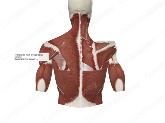 Trapezius Muscle - an overview | ScienceDirect Topics