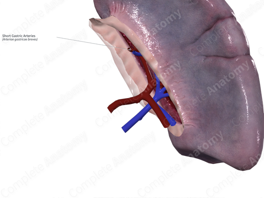 A Right Gastric Artery B Hepatic Artery C Rigth Gastroomental