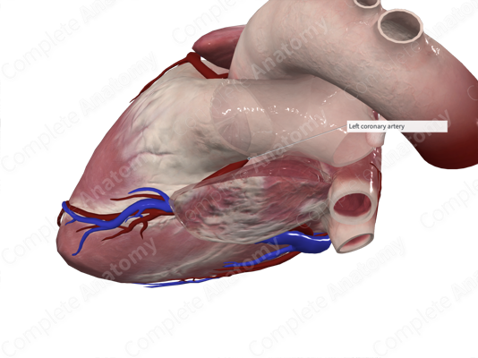 Left Coronary Artery - an overview | ScienceDirect Topics