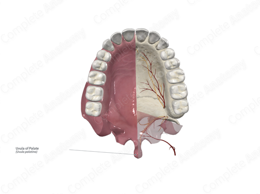 Uvula - an overview | ScienceDirect Topics