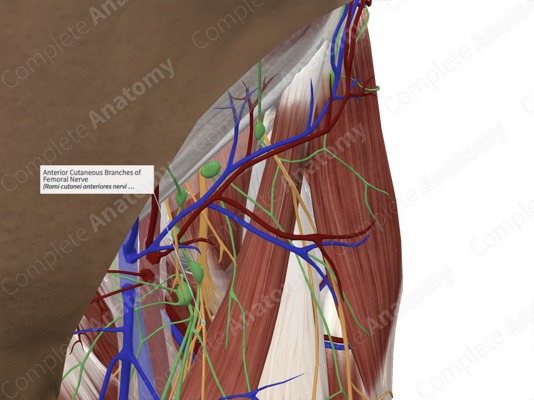 Femoral Nerve Anatomy Practical Tips: When And How To Use A Femoral