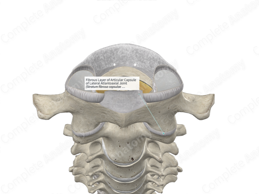 Atlantoaxial Joint - an overview | ScienceDirect Topics
