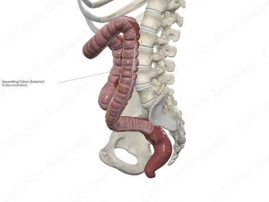 Ascending Colon - an overview | ScienceDirect Topics