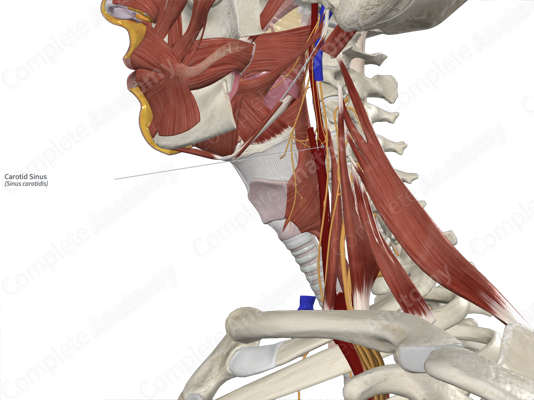 Carotid Sinus - an overview | ScienceDirect Topics
