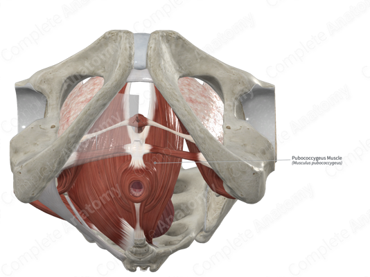 Pubococcygeus Muscle - an overview | ScienceDirect Topics