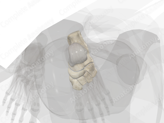 Tarsal Bone - an overview | ScienceDirect Topics