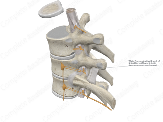 Spinal Nerve - an overview | ScienceDirect Topics